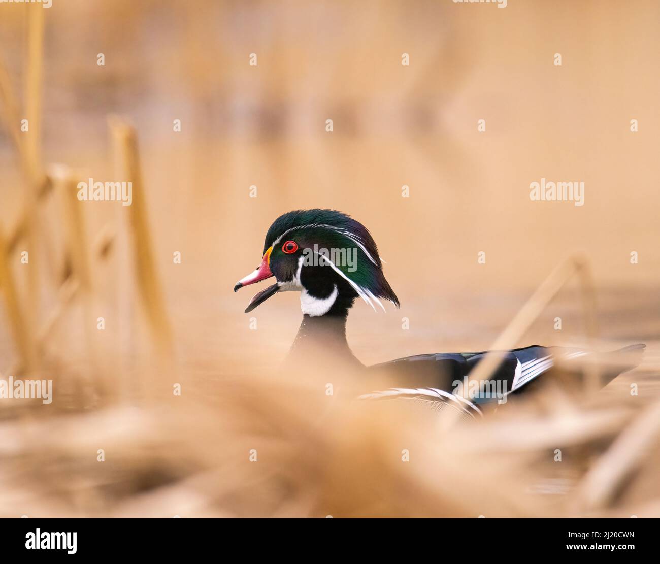 Cattails water duck hi-res stock photography and images - Alamy