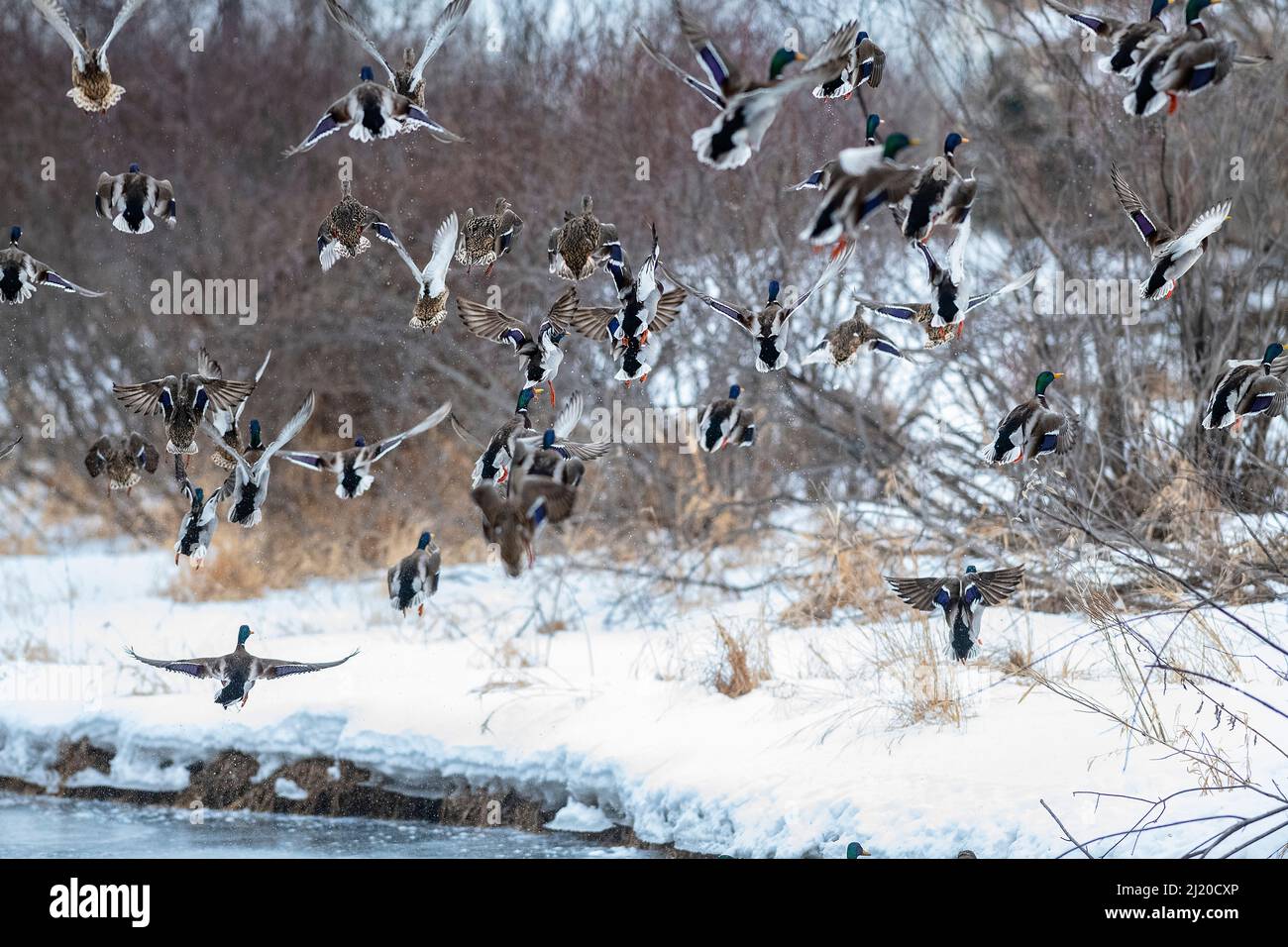 Mallard ducks in the late spring in South Dakota Stock Photo - Alamy