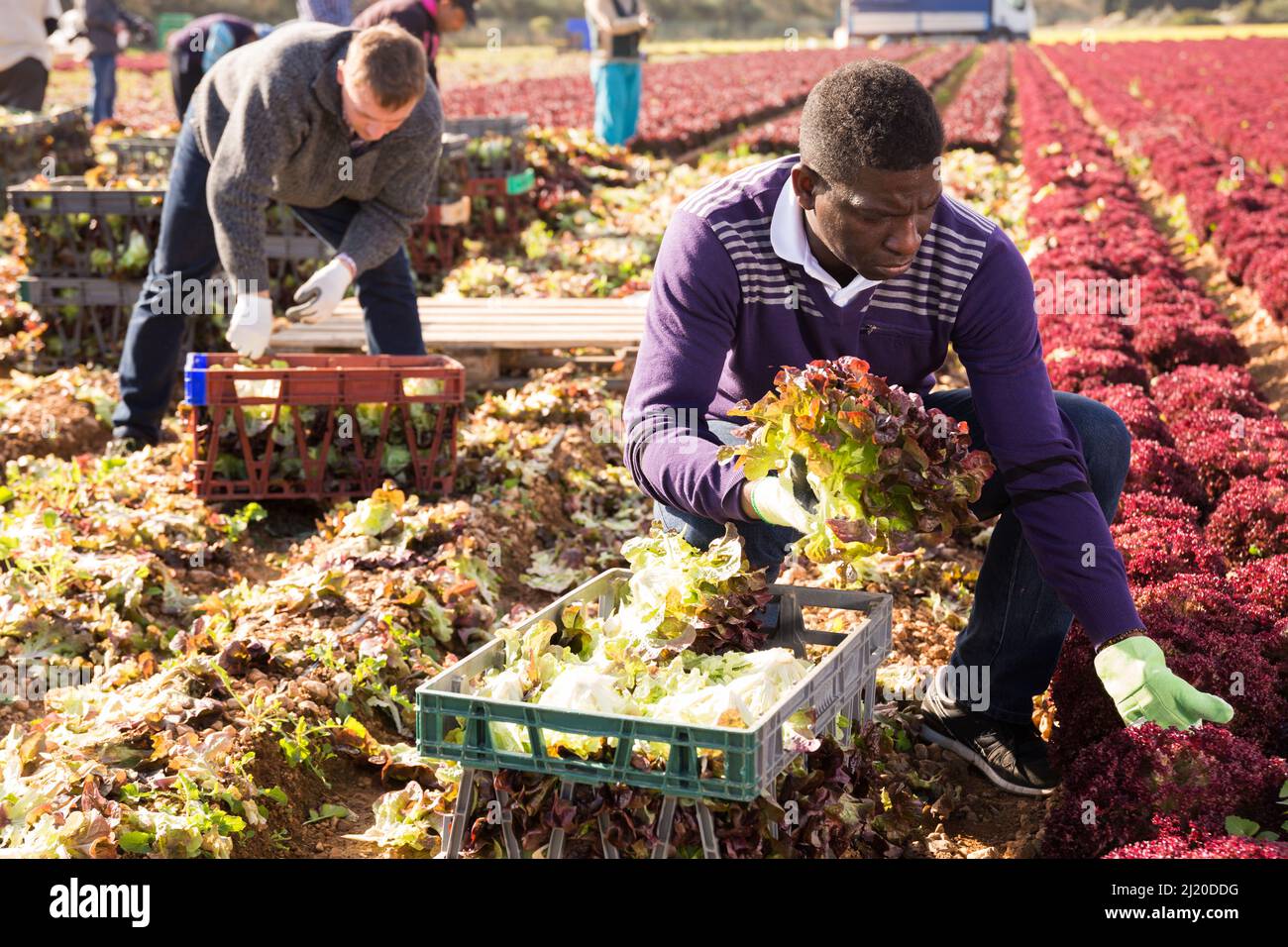 Male workers harvesting lettuce on the field and put in boxes Stock ...