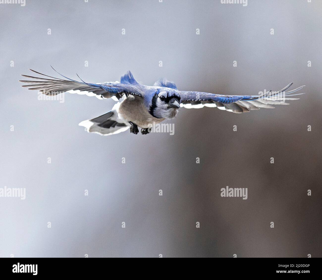 Blue jay flying hi-res stock photography and images - Alamy