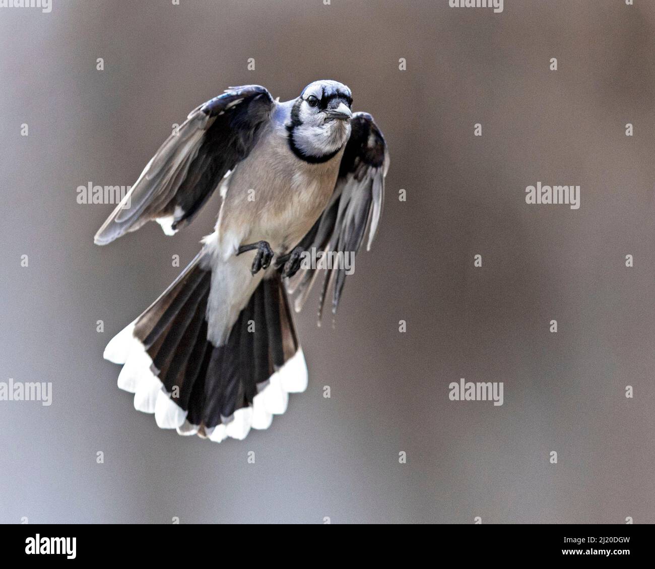 Blue jay flying hi-res stock photography and images - Alamy