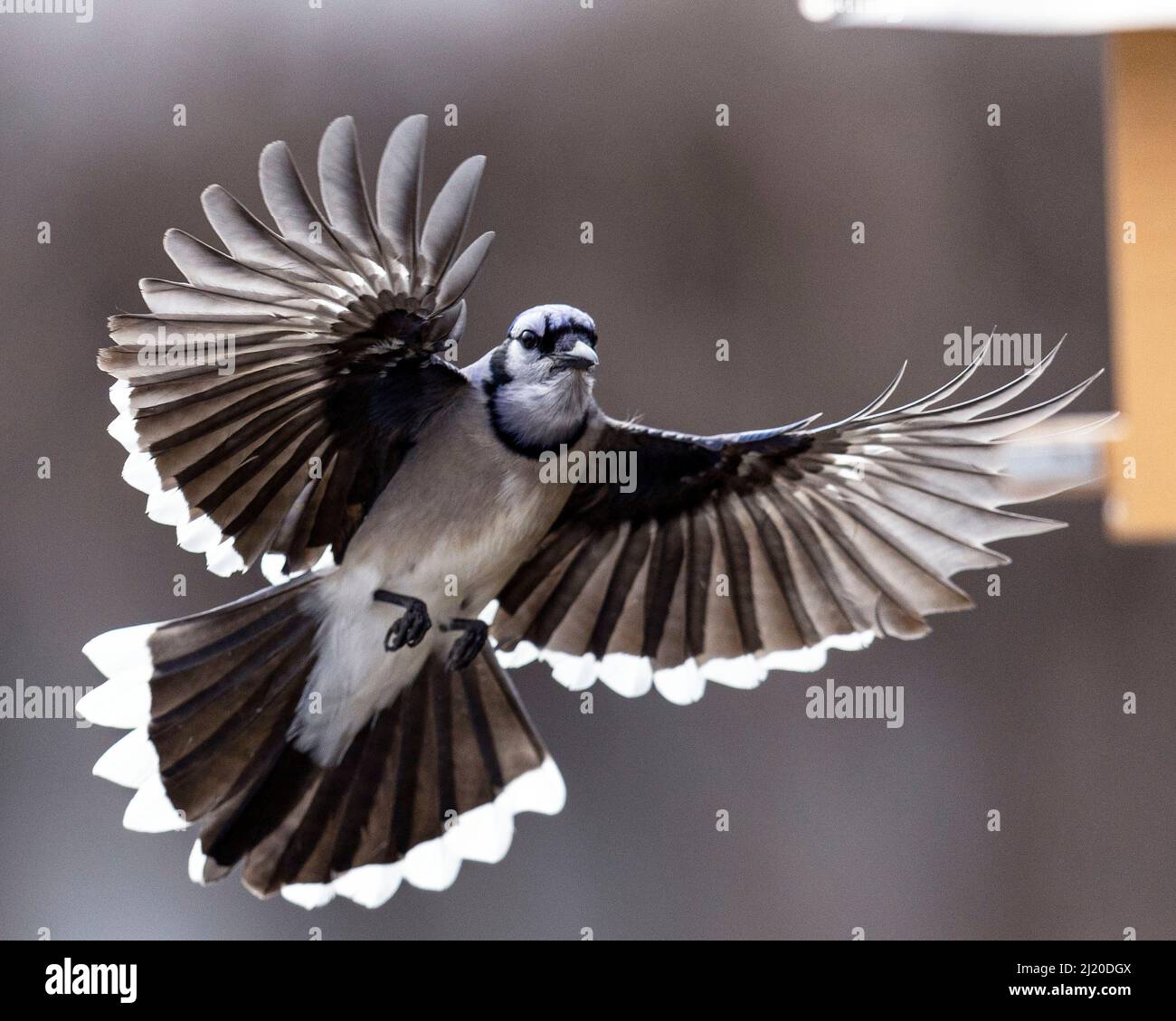 Blue jay flying hi-res stock photography and images - Alamy