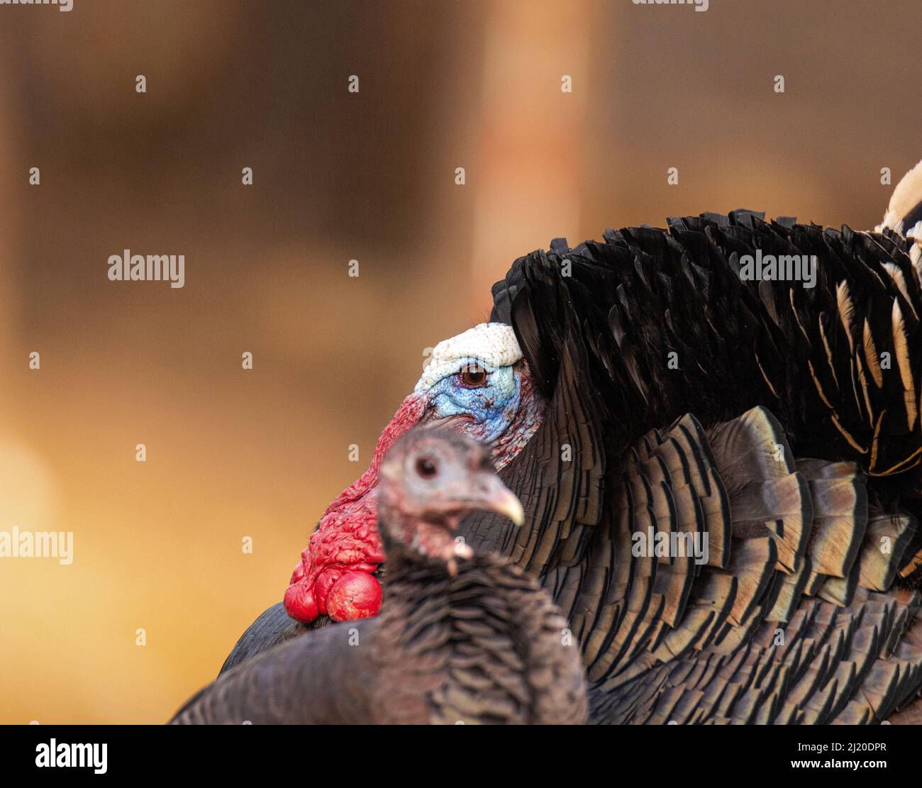 Hen and tom hi-res stock photography and images - Alamy