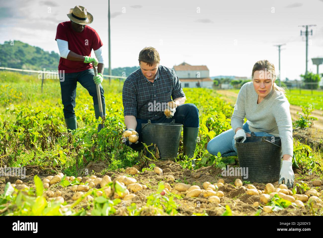 Team of workers harvests potatoes on plantation Stock Photo - Alamy