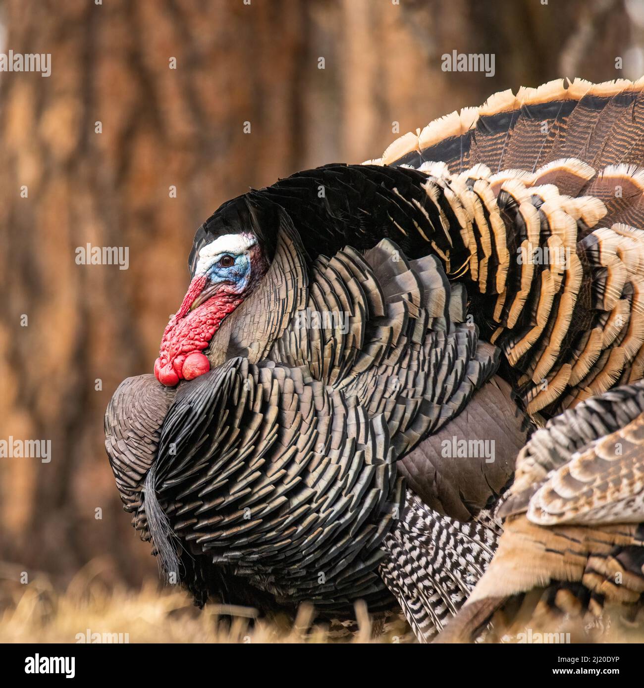 Strutting wild turkey hi-res stock photography and images - Alamy
