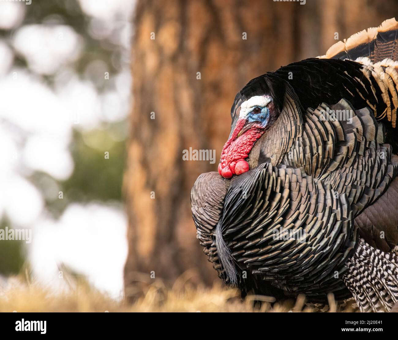North american game birds hi-res stock photography and images - Alamy