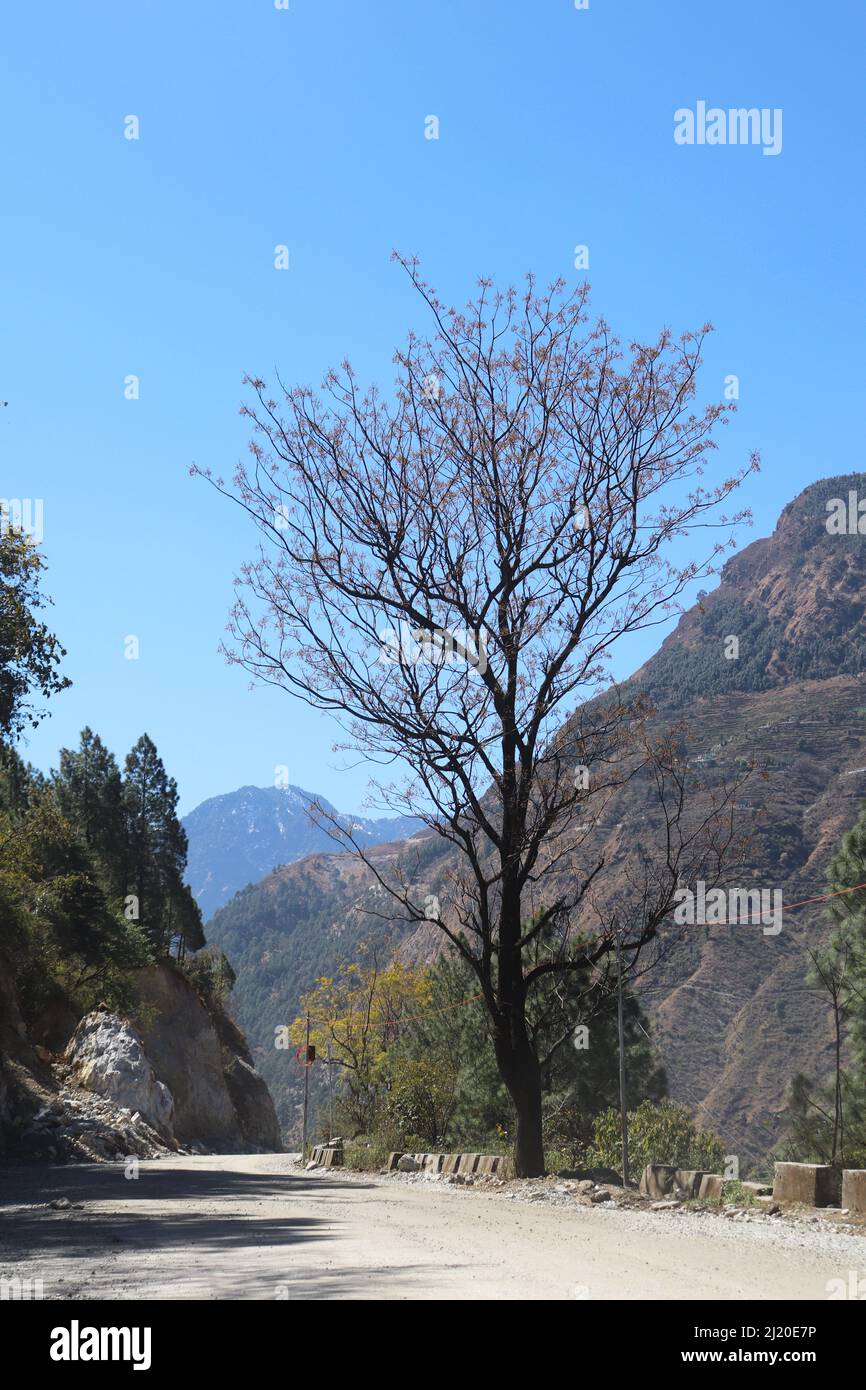 attractive view of the tree and the mountains in uttarakhand in India ...
