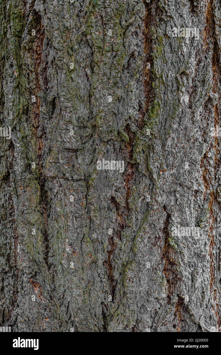 Tree bark textures with subtle green and brown designs. Natural photo ...