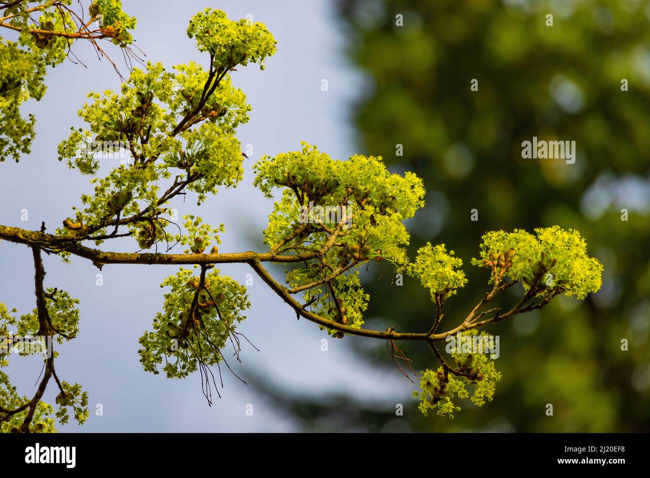 Nice little tree branch loaded with flowers extended out into the air ...