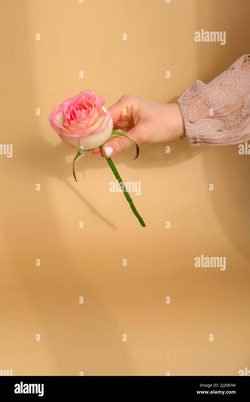 Female hand holding tender pink rose on beige background. Minimal ...