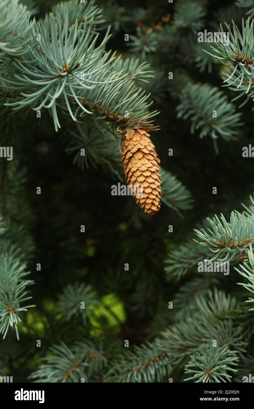 Beech cones hi-res stock photography and images - Alamy