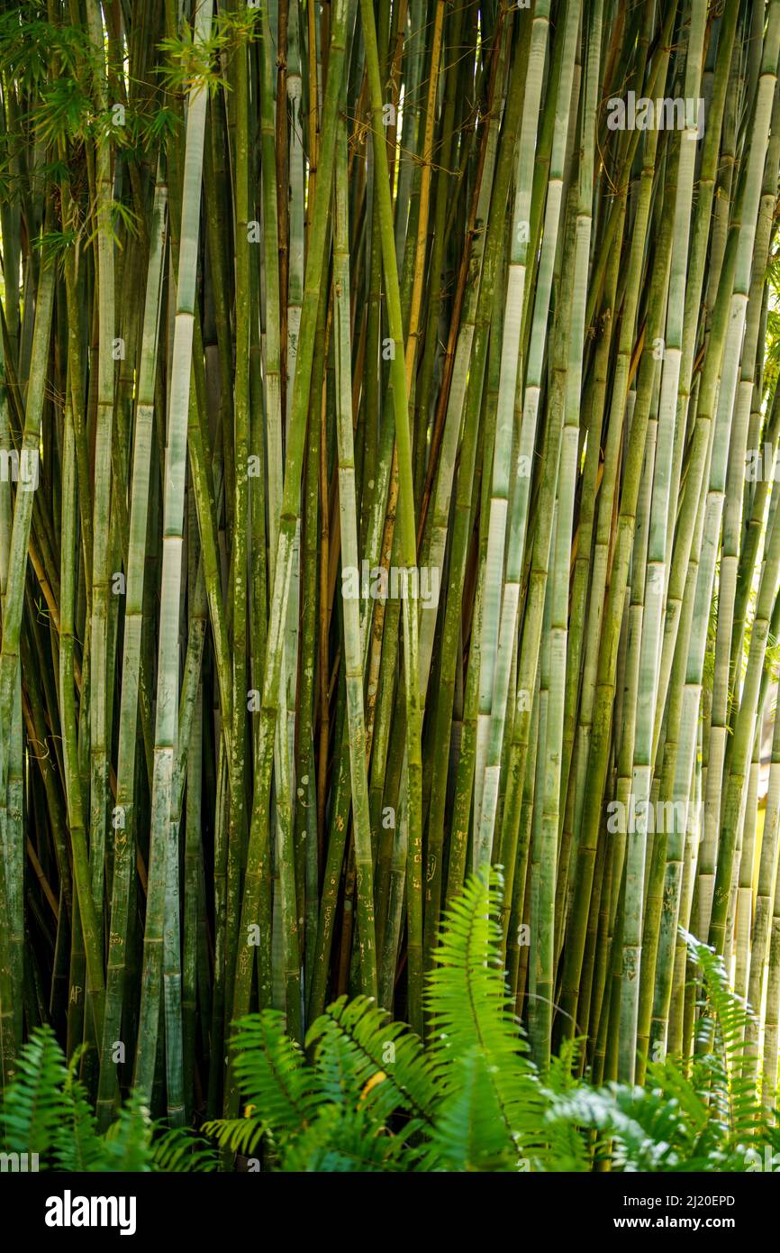 Bamboo forest garden background photo Stock Photo - Alamy