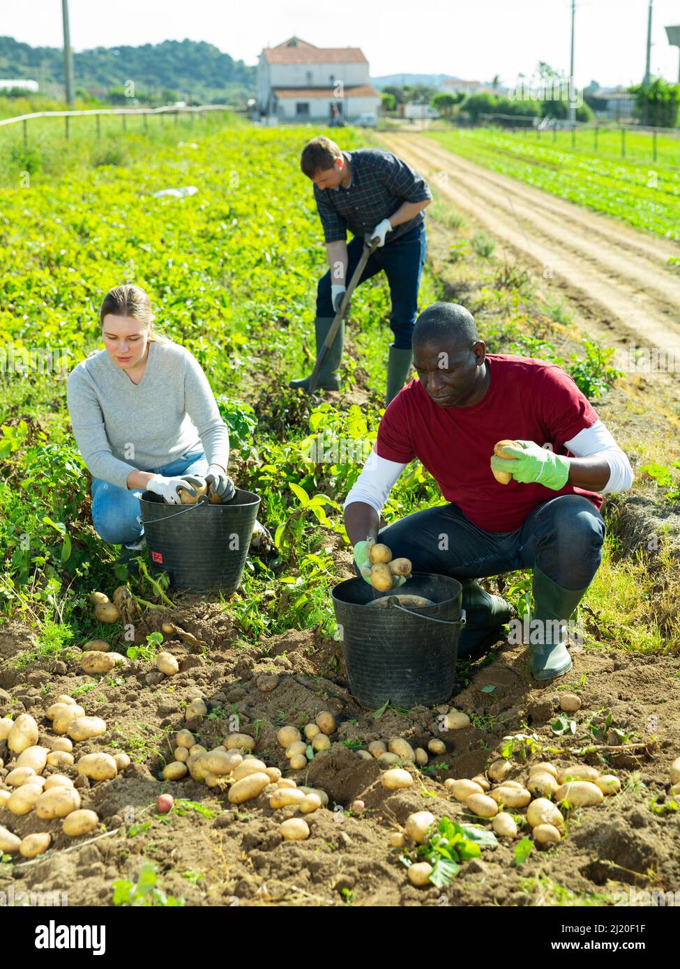 People gardeners during harvesting of potatoes Stock Photo - Alamy