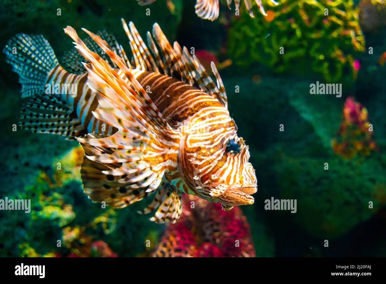 Red lionfish face hi-res stock photography and images - Alamy