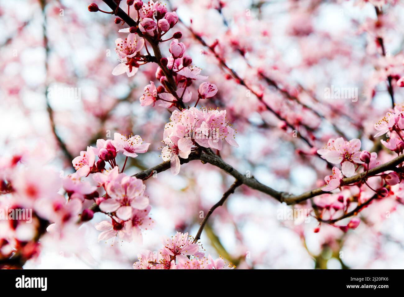 cherry blossom during spring time in filled frame background format ...