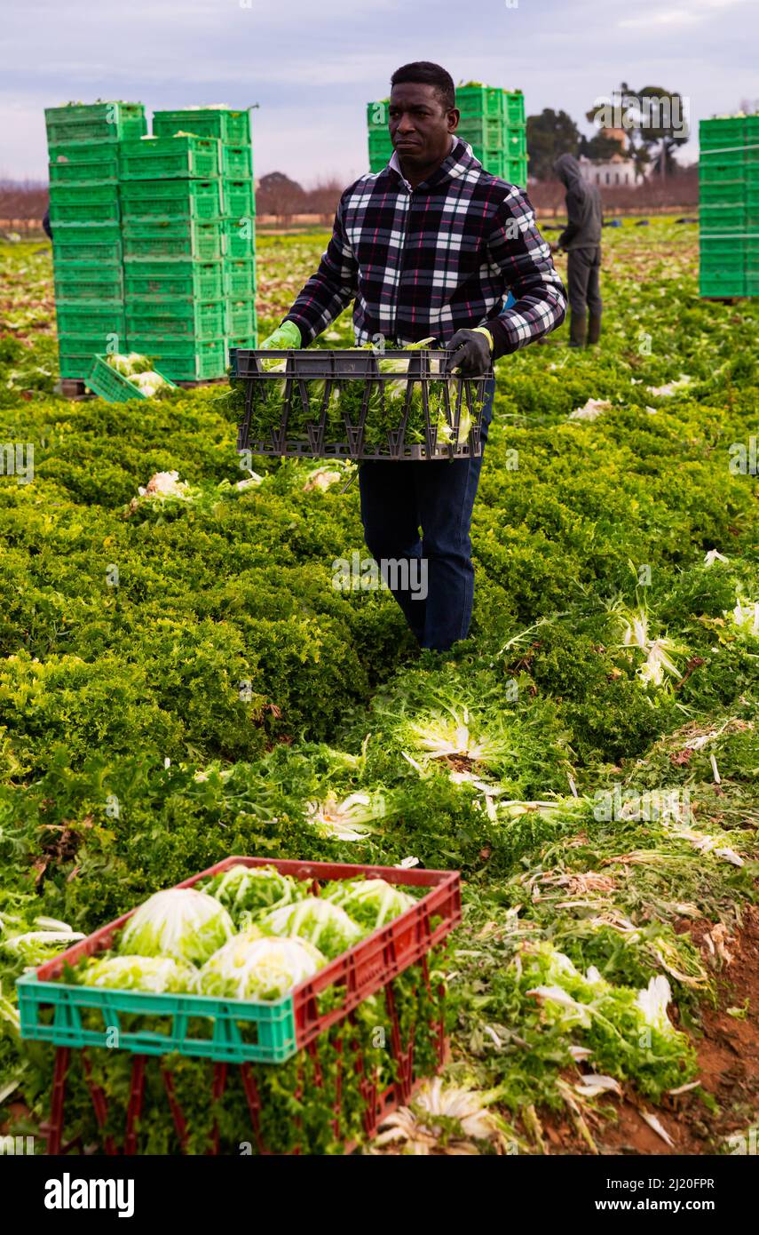 African farm worker carrying crates with frisee Stock Photo - Alamy