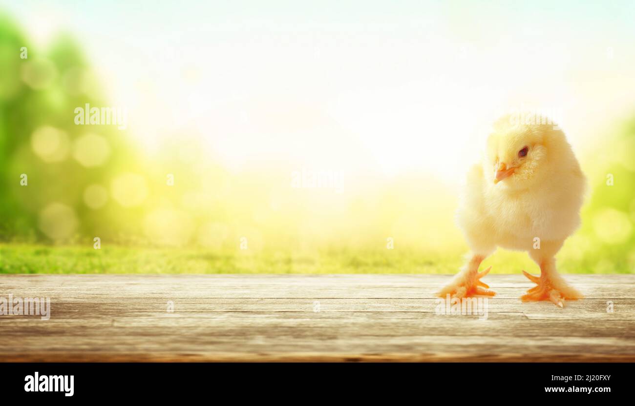 An Easter decoration with Chicken. Easter holiday concept with cute ...