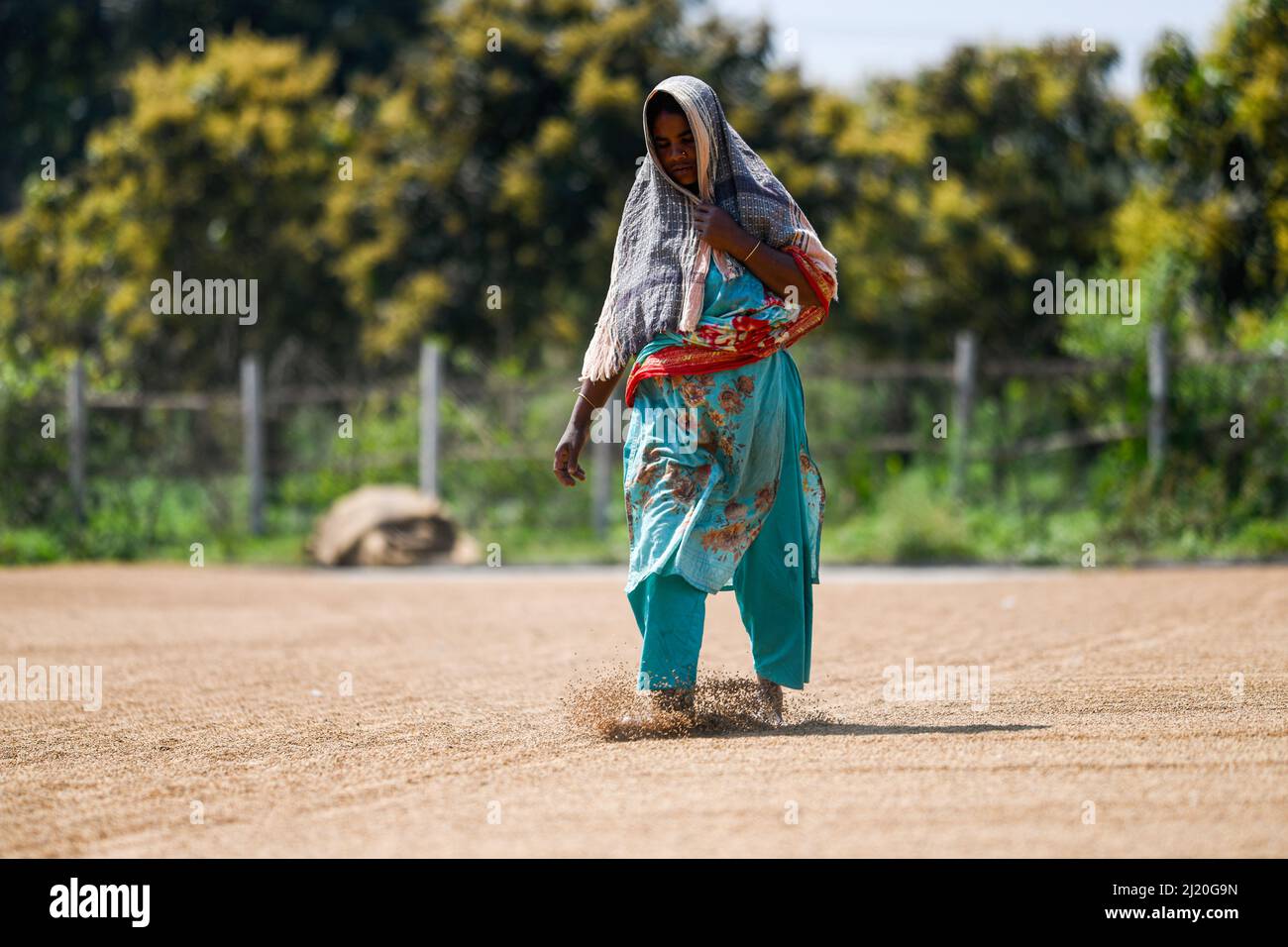 A woman rakes paddy for sun-drying with her feet at a rice mill in Natore. (Photo by Piyas ...