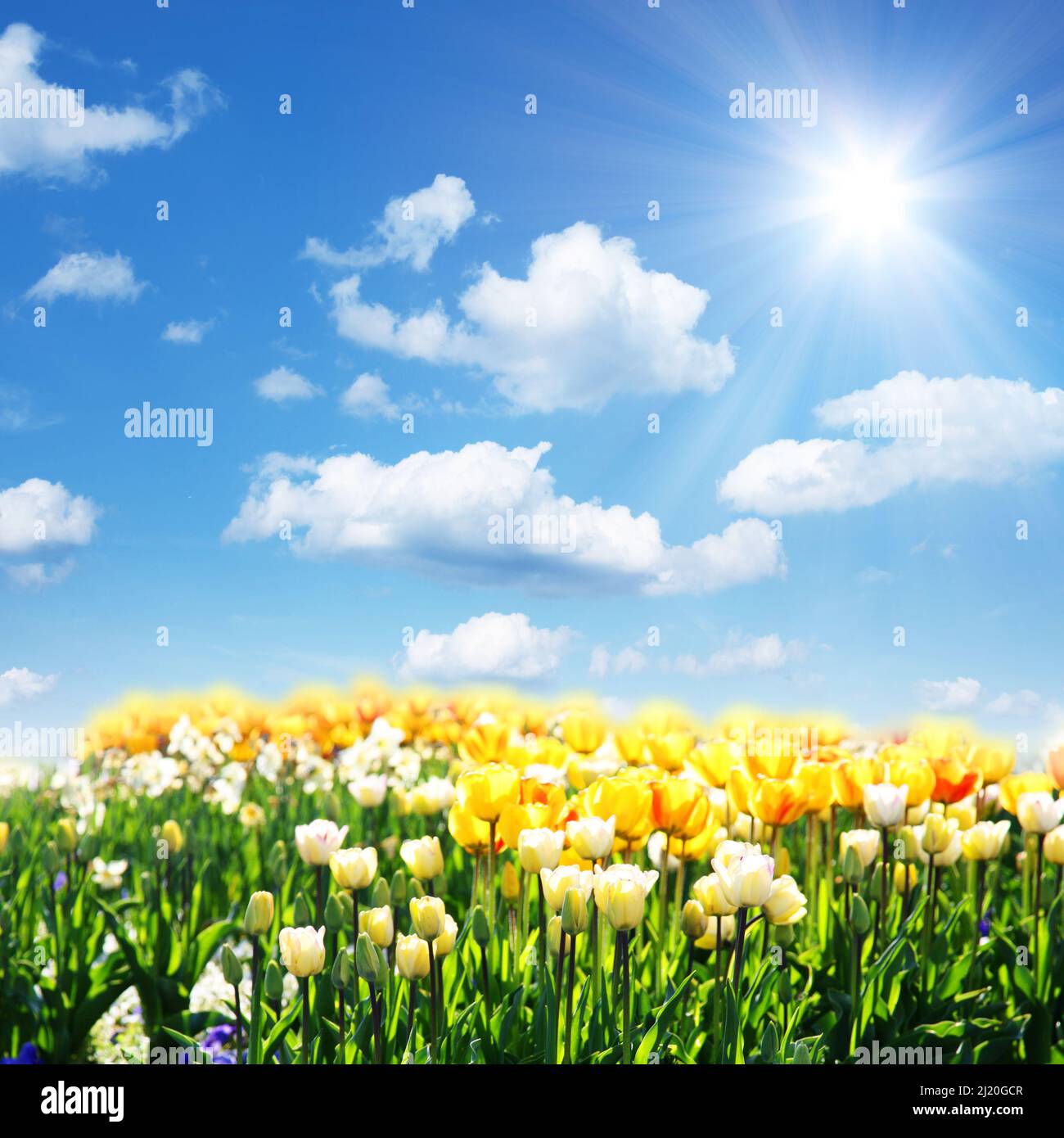 Spring concept of the celebration. Greeting card for women's Day Stock ...