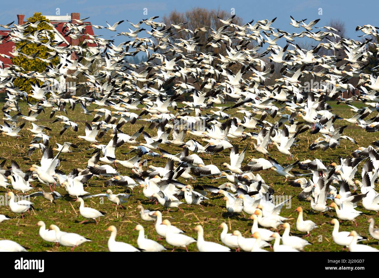 Snow Geese Flying Up, USA Stock Photo - Alamy