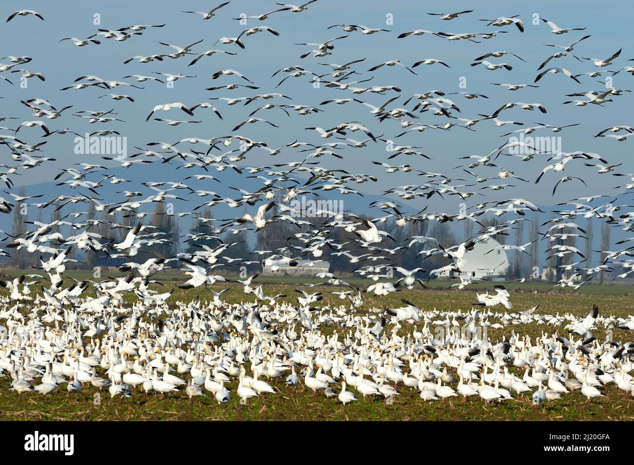 Snow Geese Flying Up, USA Stock Photo - Alamy