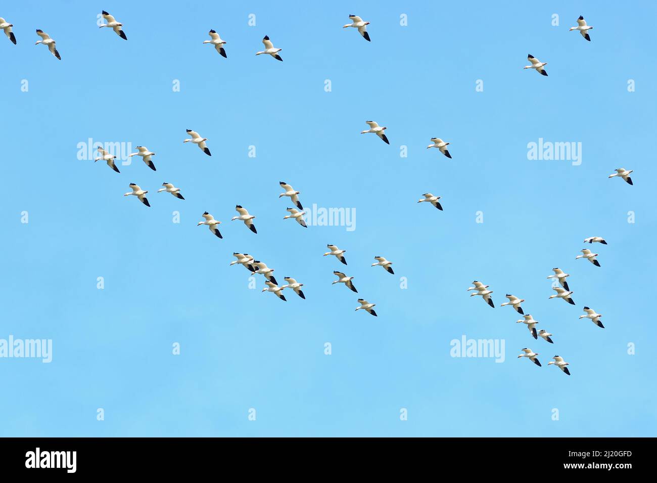 Snow Geese Flying Beautiful Patterns Against A Blue Sky, USA Stock ...