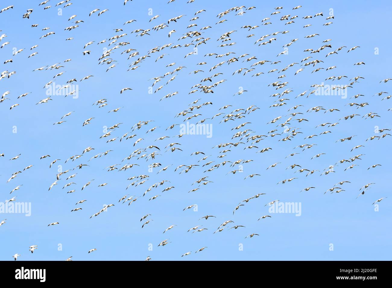 Bird patterns in the sky hi-res stock photography and images - Alamy