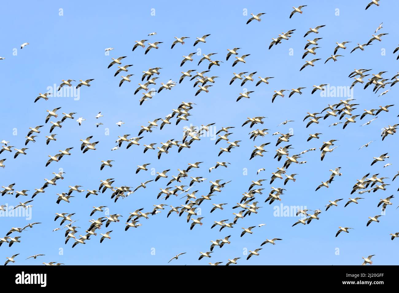Snow Geese Flying Beautiful Patterns Against A Blue Sky, USA Stock ...