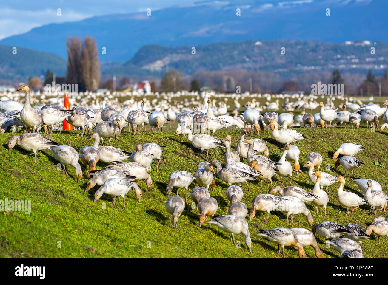 Snow Geese Landing In A Farm Field On Fir Island In The Skagit Wildlife ...