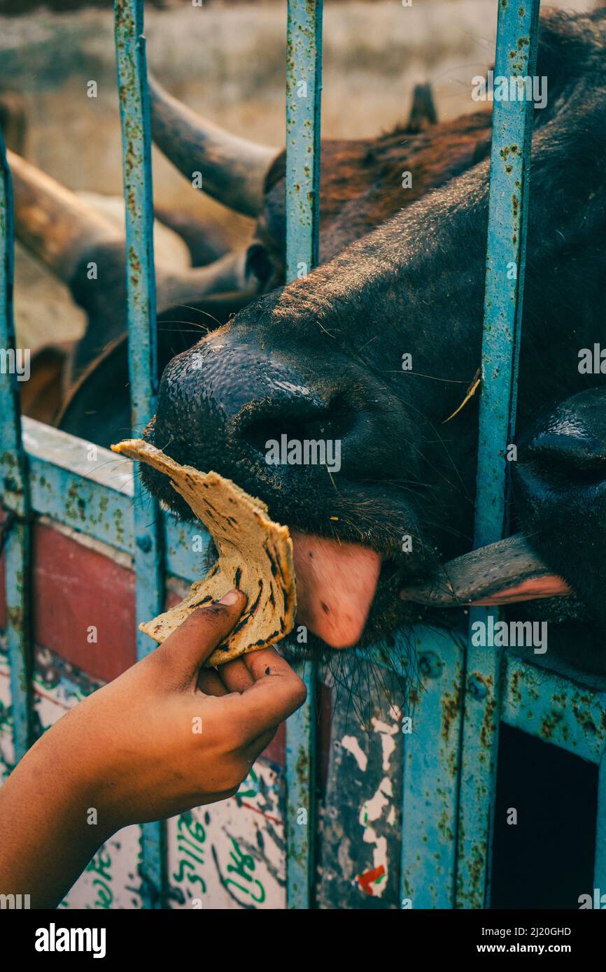 A beautiful shot of an adult hand feeding a piece of bread to a ...