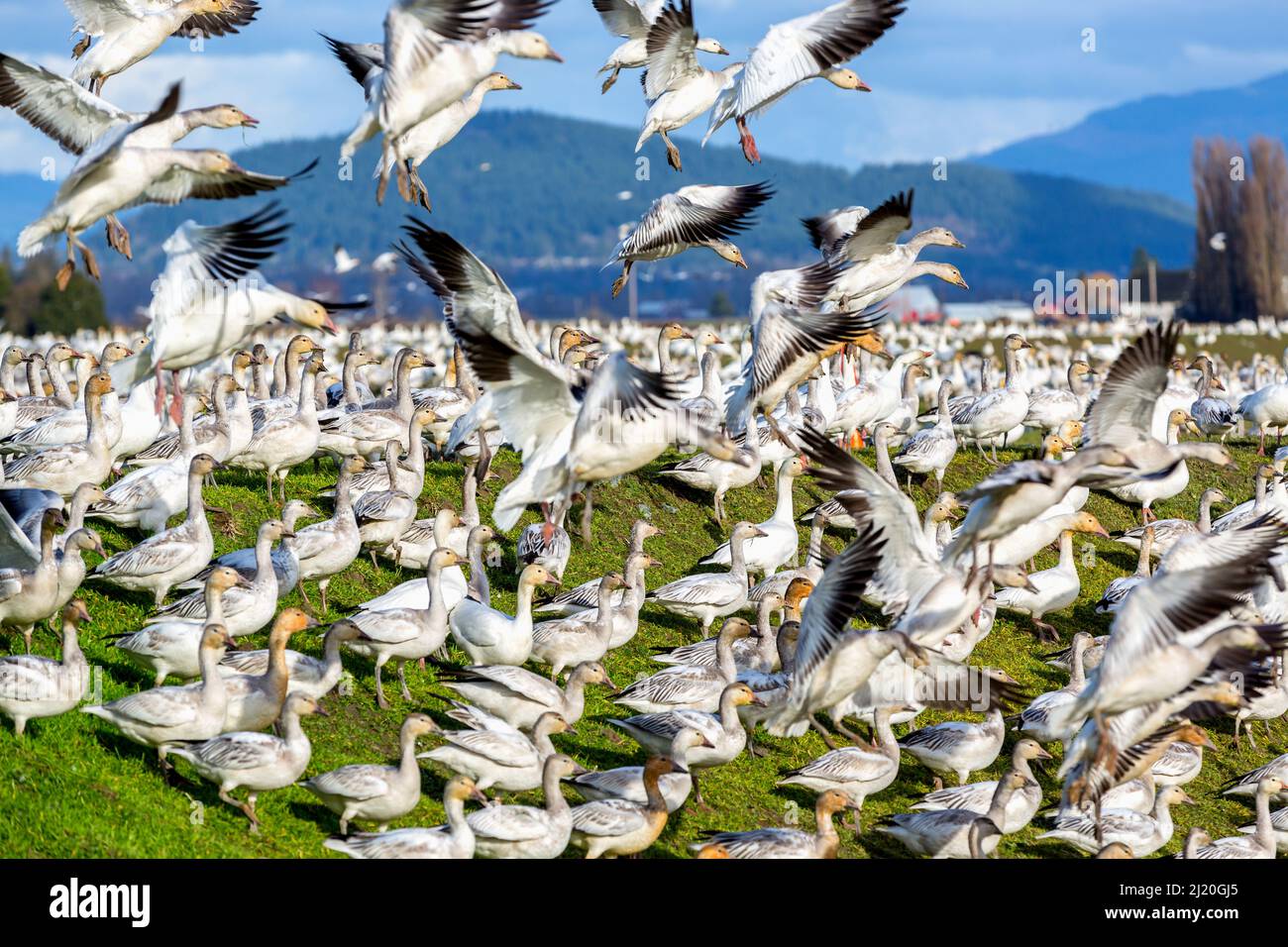 Snow Geese Landing In A Farm Field On Fir Island In The Skagit Wildlife ...