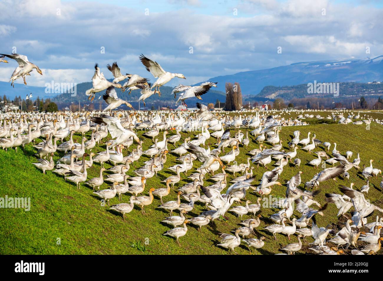Snow Geese Landing In A Farm Field On Fir Island In The Skagit Wildlife ...