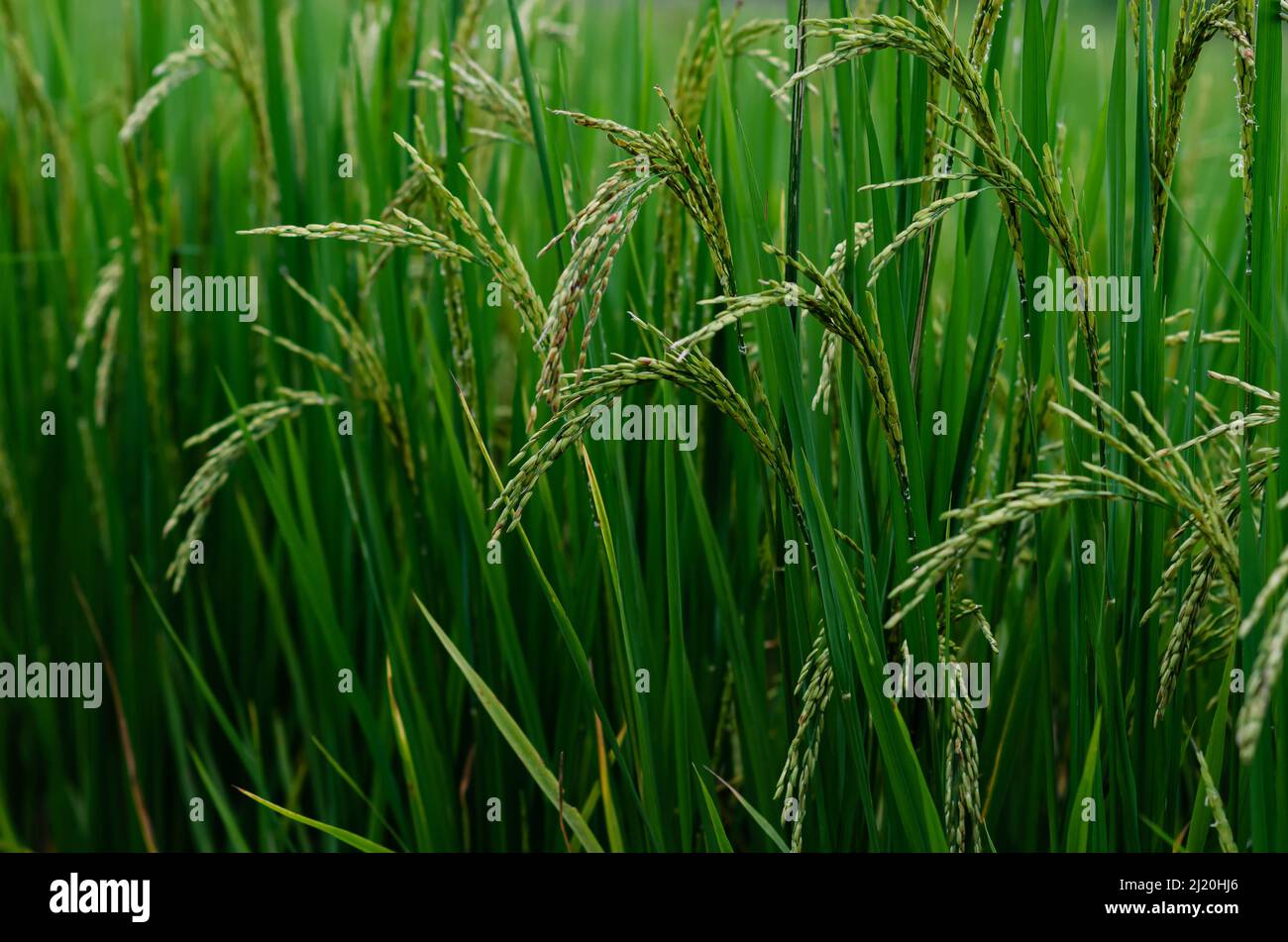 Thai jasmine rice seed from its tree with green leaves at rice field in ...