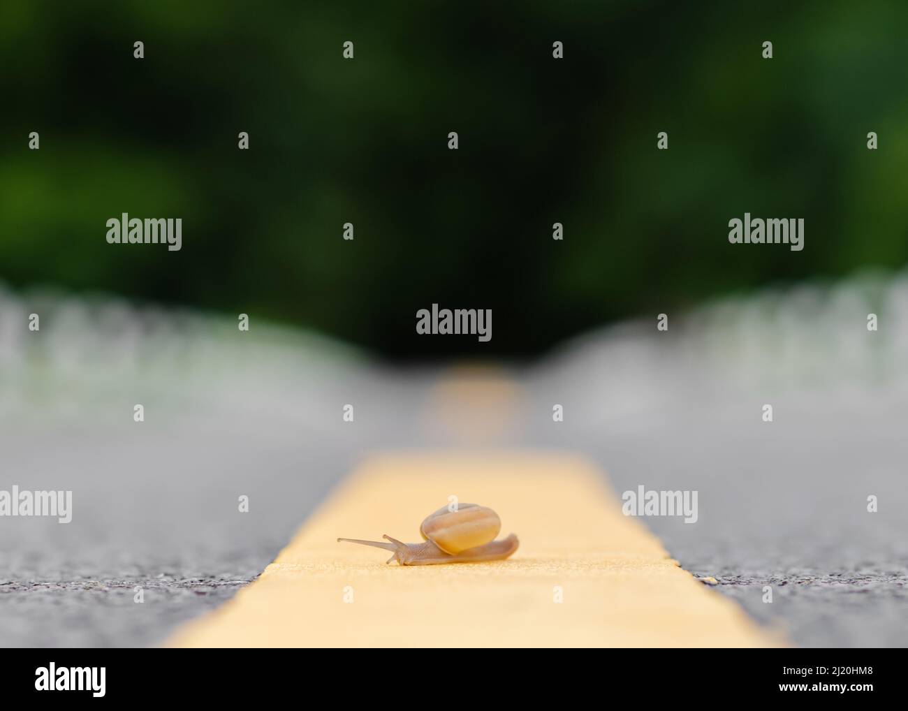 A snail crossing on the middle way of road alone. Road traffic safety ...