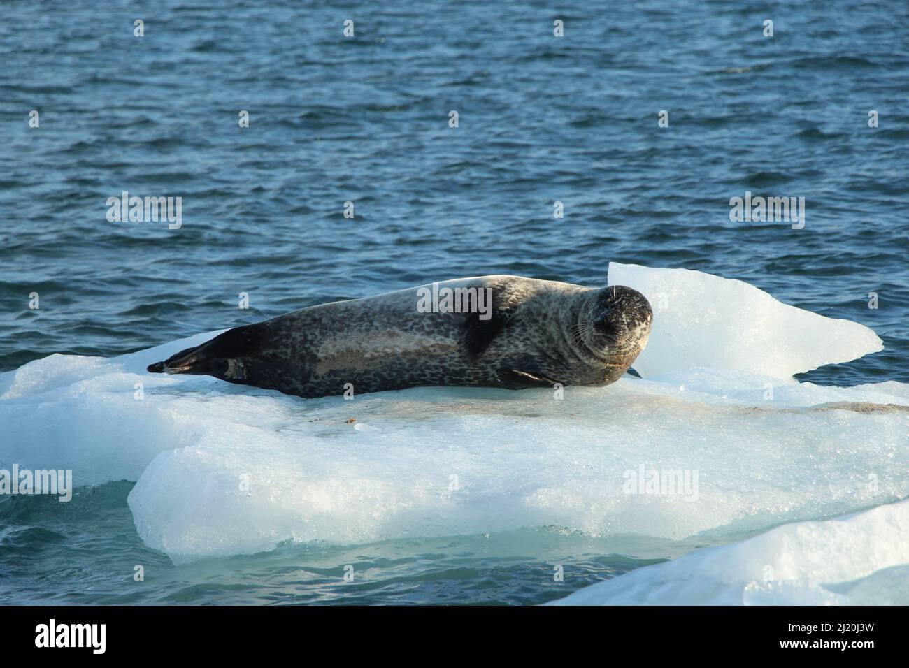 A beautiful view of a harbor seal laying on a floating block of ice on ...