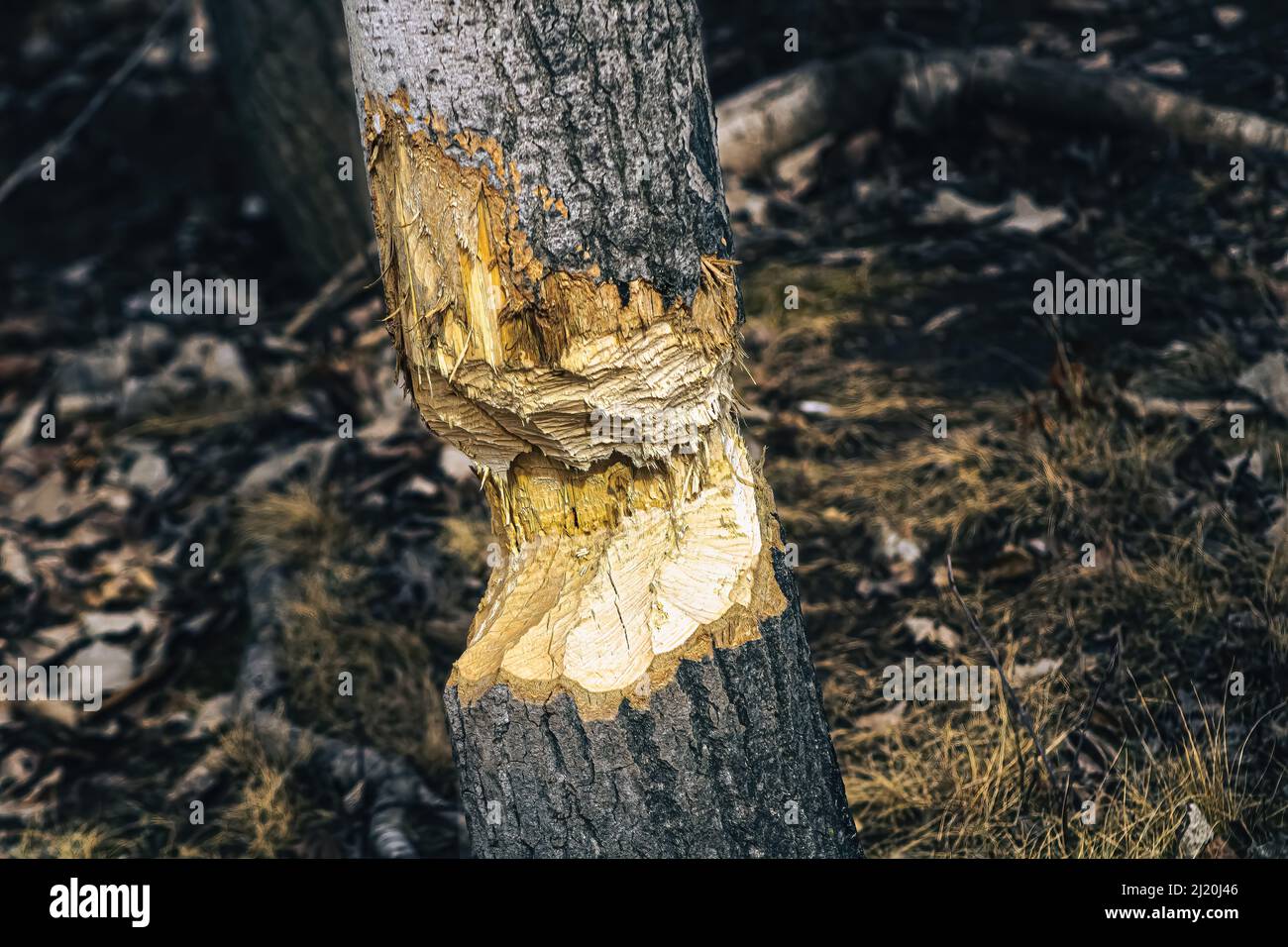 Torn apart tree hi-res stock photography and images - Alamy