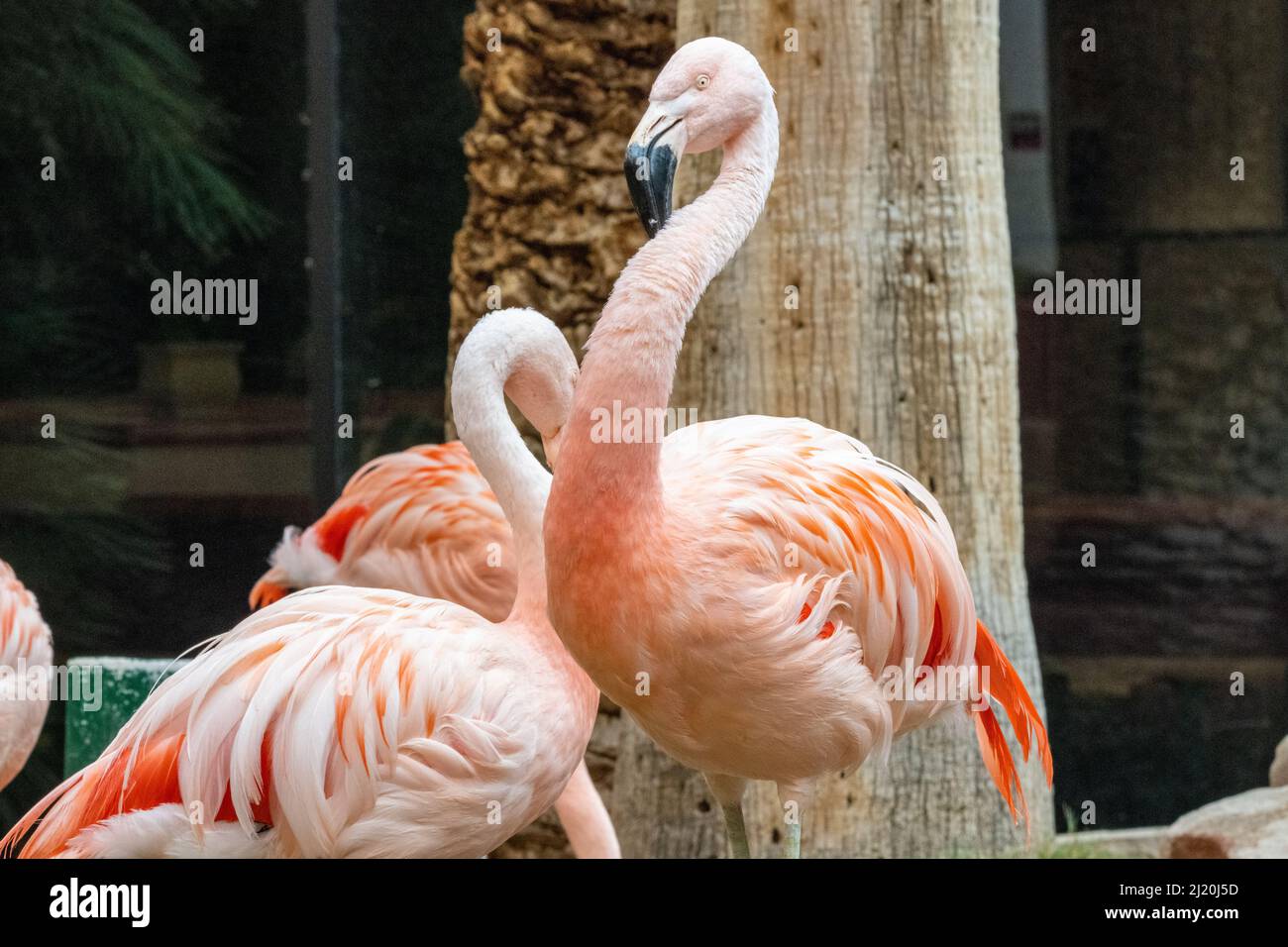 Flamingos seen in Las Vegas at the famous hotel in Nevada Stock Photo ...