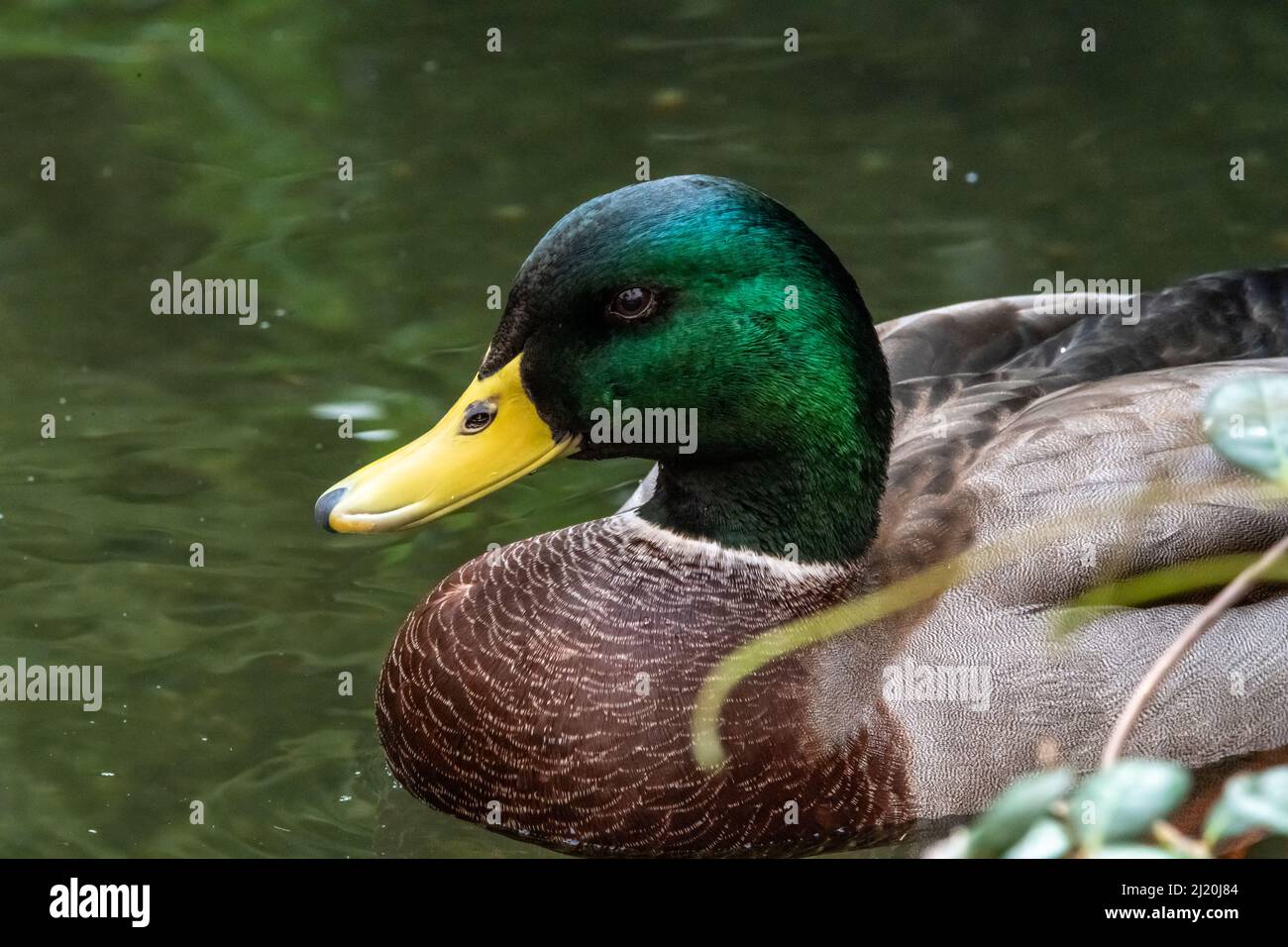 Beautiful shot mallard ducks hi-res stock photography and images - Alamy