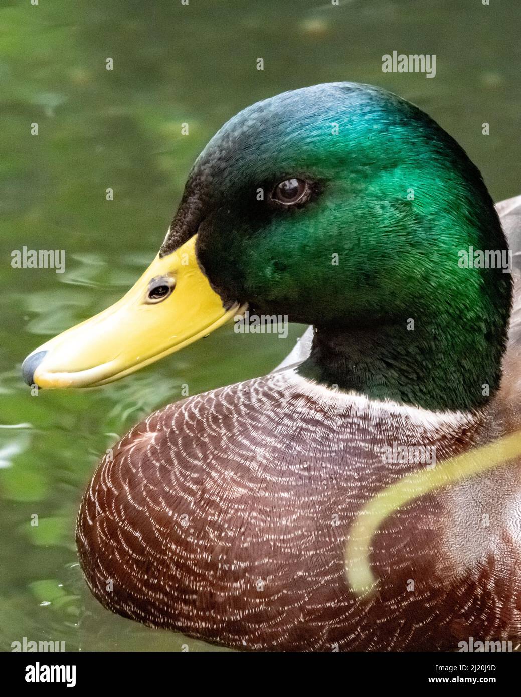Green headed mallard duck close up shot with water background Stock ...