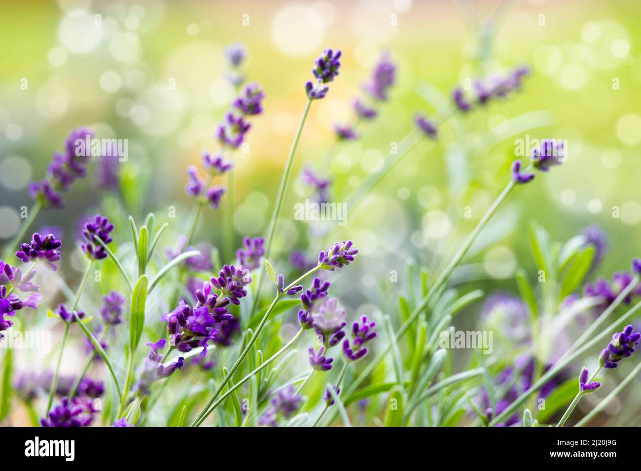 lavender flowers in the garden Stock Photo - Alamy