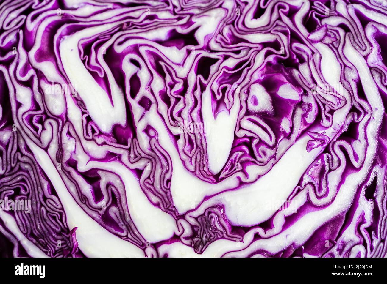 macro of purple cabbage cut in half, concept of natural patterns and ...