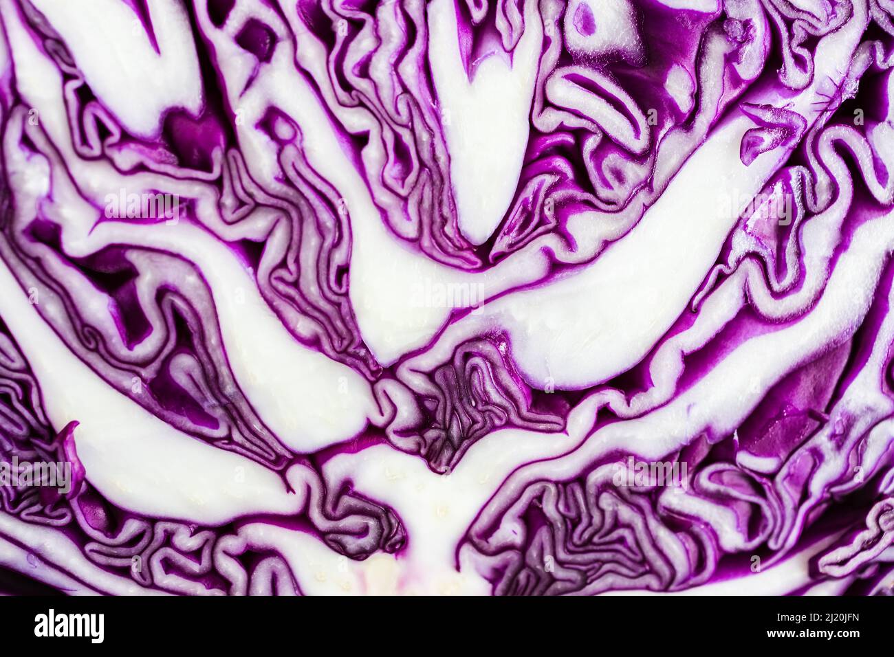 macro of purple cabbage cut in half, concept of natural patterns and ...