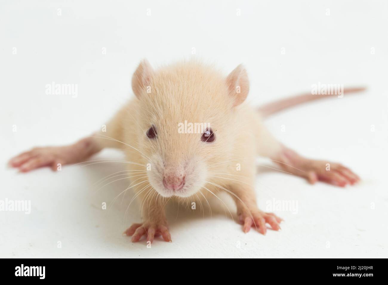 cute albino rat isolated on a white background Stock Photo - Alamy