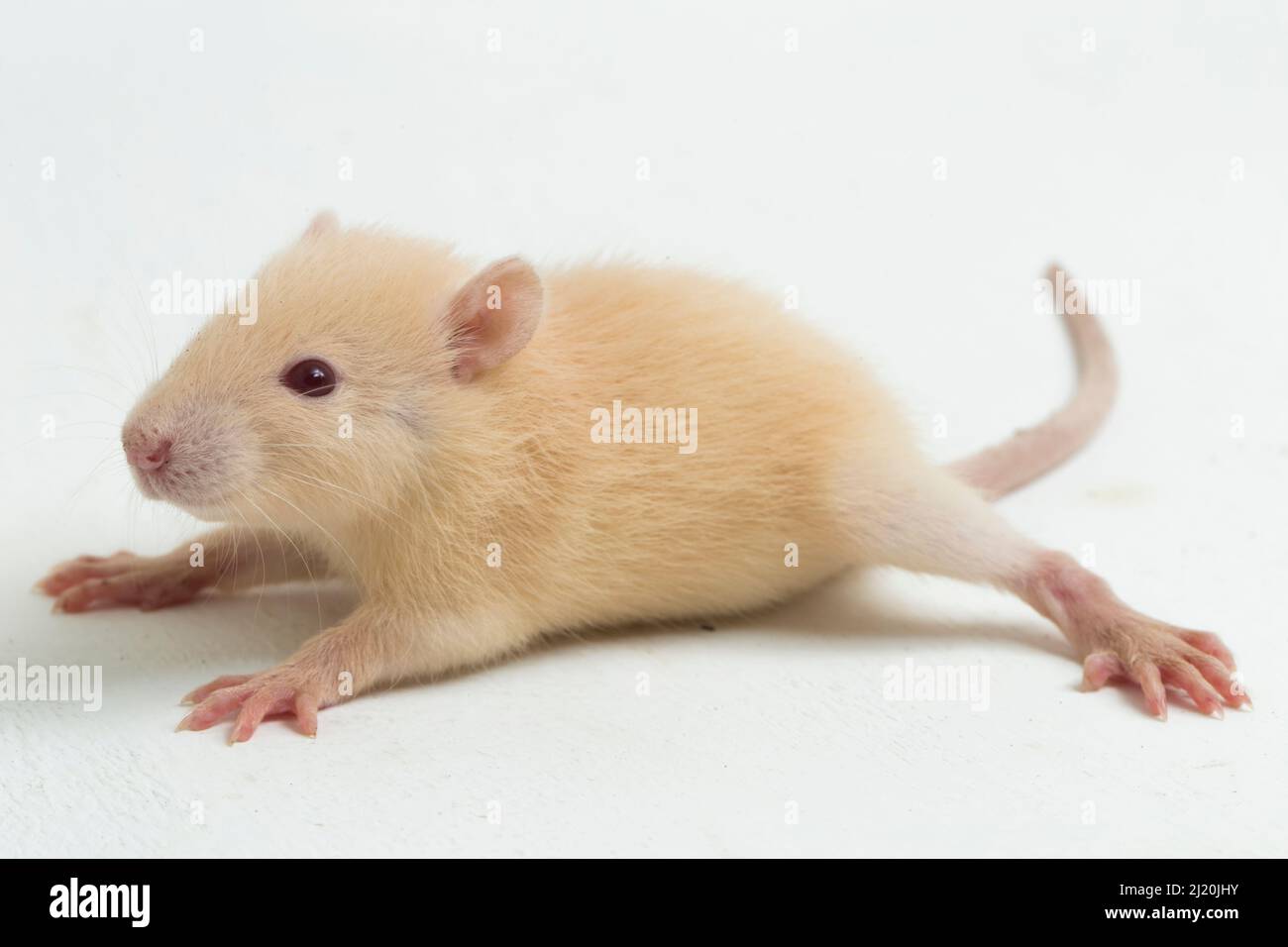 cute albino rat isolated on a white background Stock Photo - Alamy