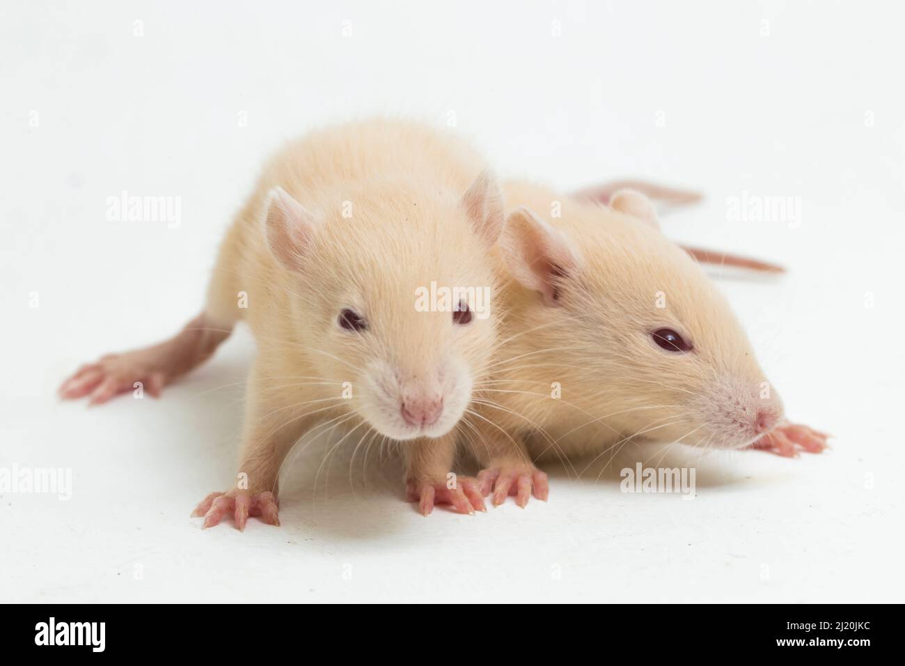 cute albino rat isolated on a white background Stock Photo - Alamy