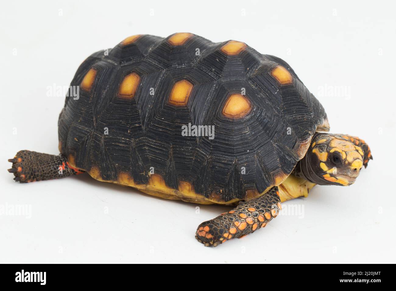 Red-footed tortoise Chelonoidis carbonaria isolated on white background ...