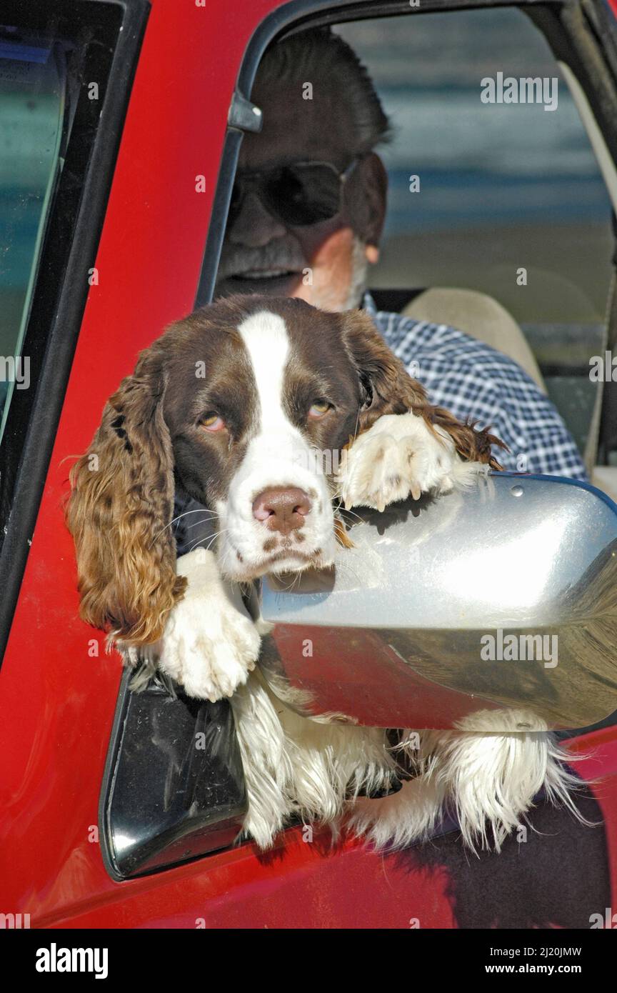 Dog sitting in pickup truck at Pismo Beach (no lose dogs allowed) with ...
