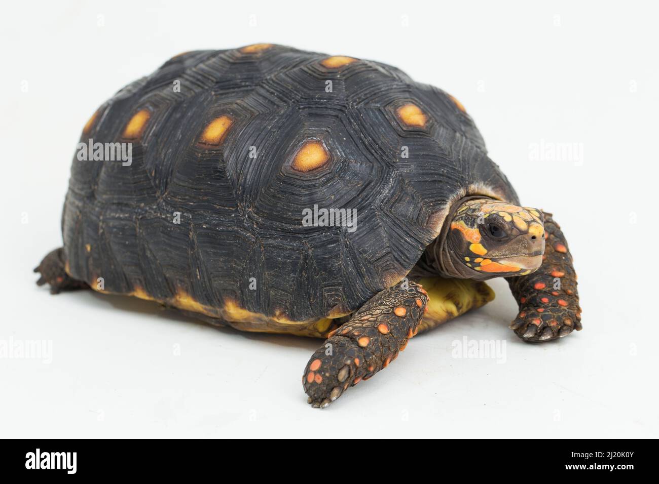 Red-footed tortoise Chelonoidis carbonaria isolated on white background ...