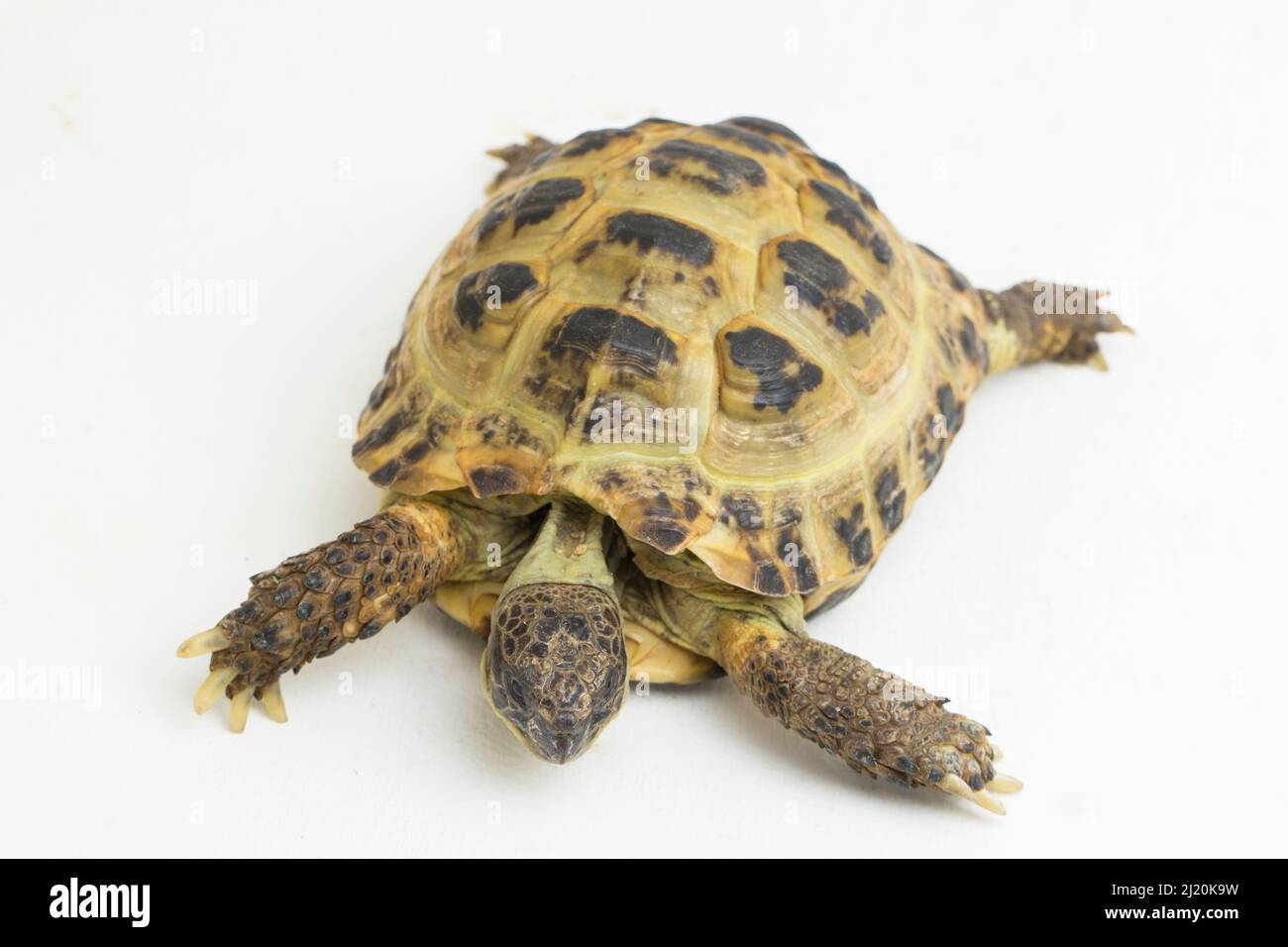 Russian Tortoise Testudo horsfieldii isolated on white background Stock ...