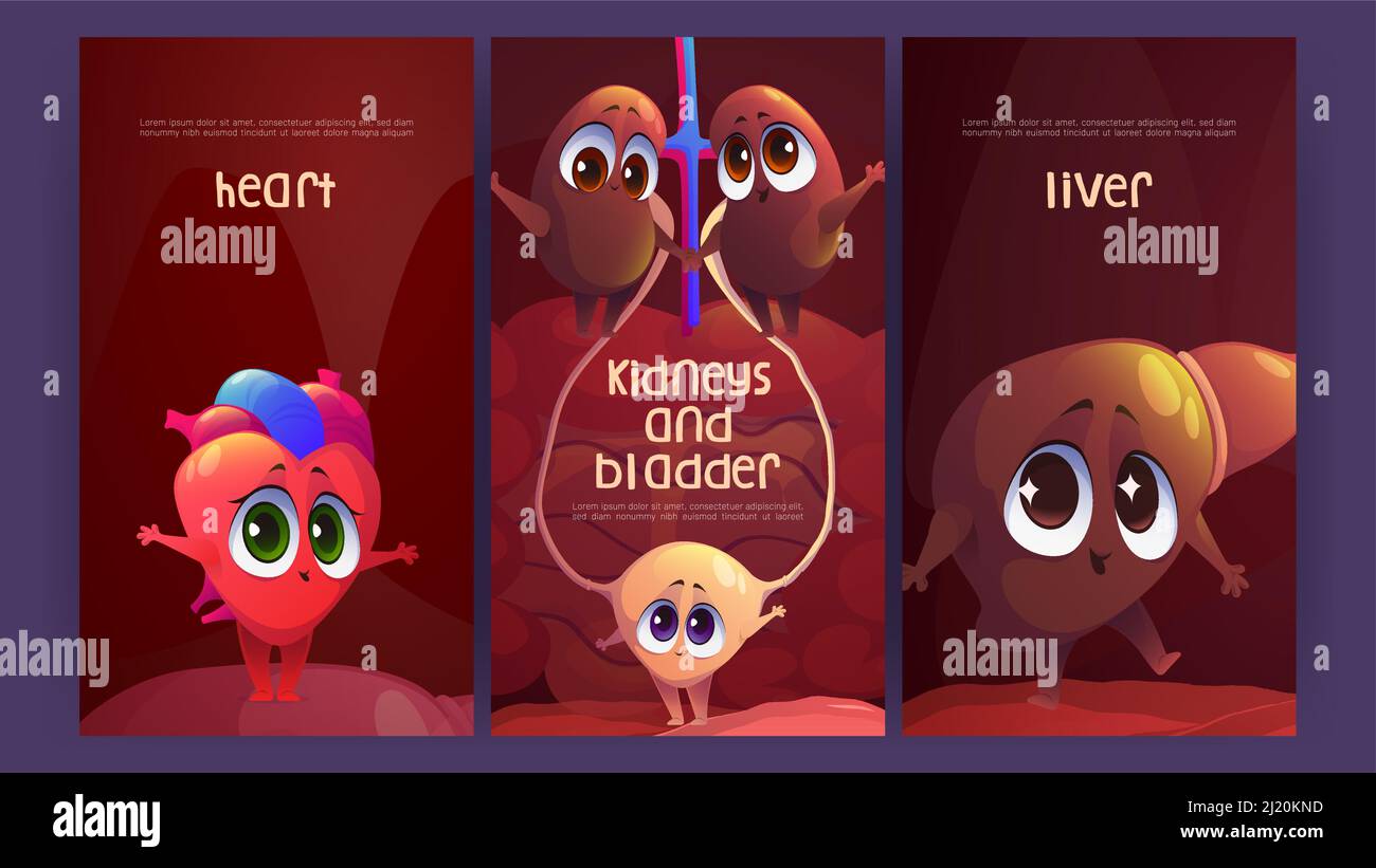 Funny Urinary System Anatomy Urinary System Anatomy. Close Up Of Human